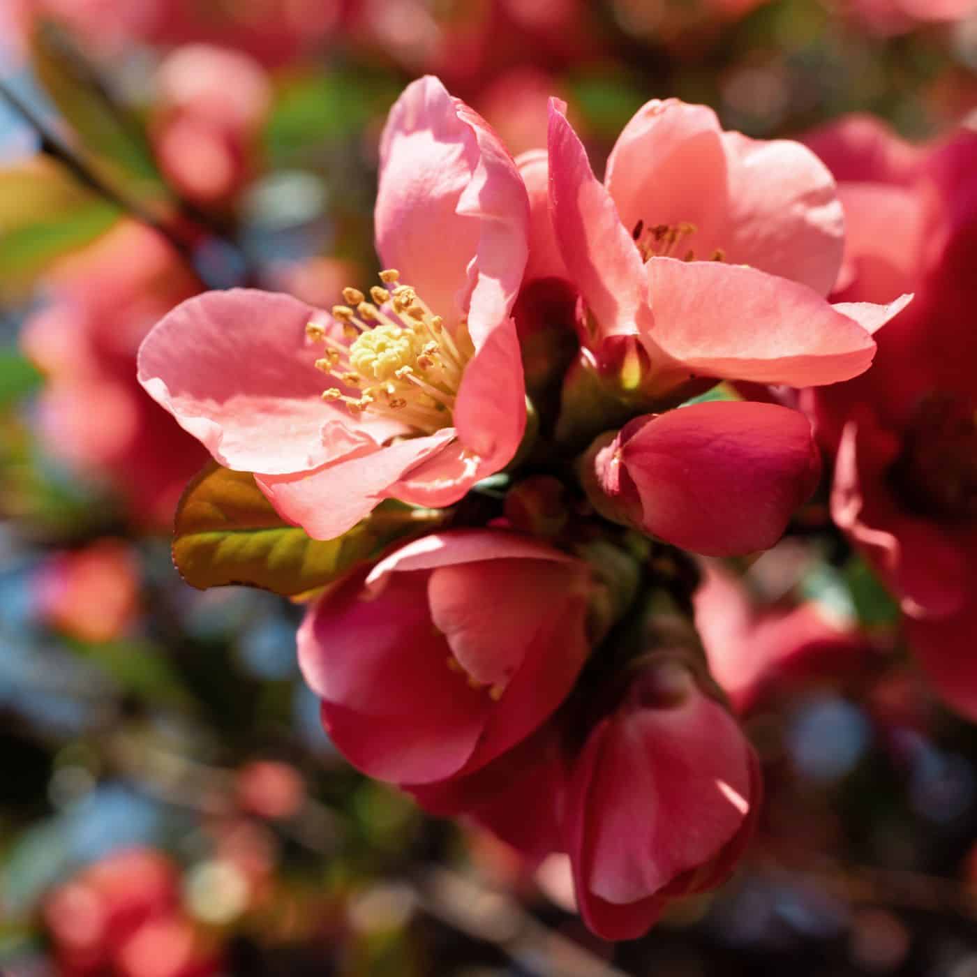 15 flowers that look like roses 🌹 🔍 Discovering doppelgangers in the ...