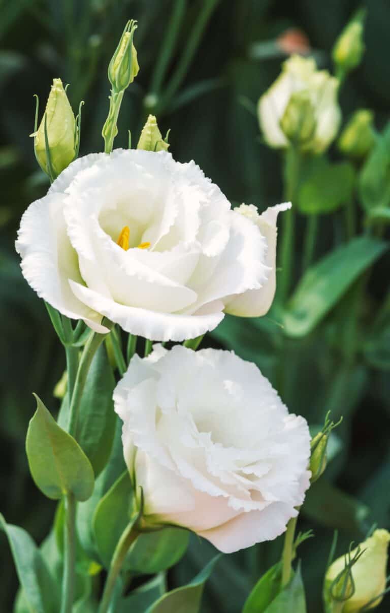 15 flowers that look like roses 🌹 🔍 Discovering doppelgangers in the ...
