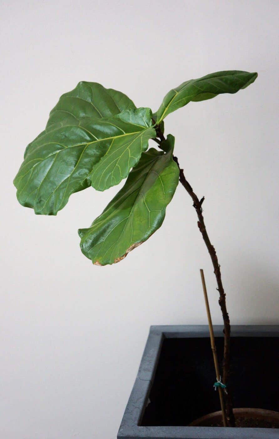 Fiddle leaf fig light requirements 🌿 ☀️ Finding the perfect glow for growth