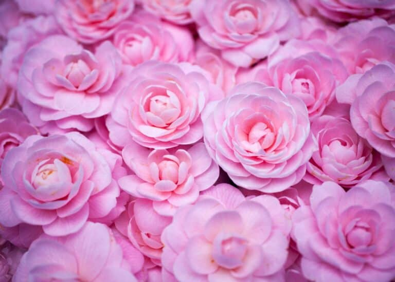 15 flowers that look like roses 🌹 🔍 Discovering doppelgangers in the ...
