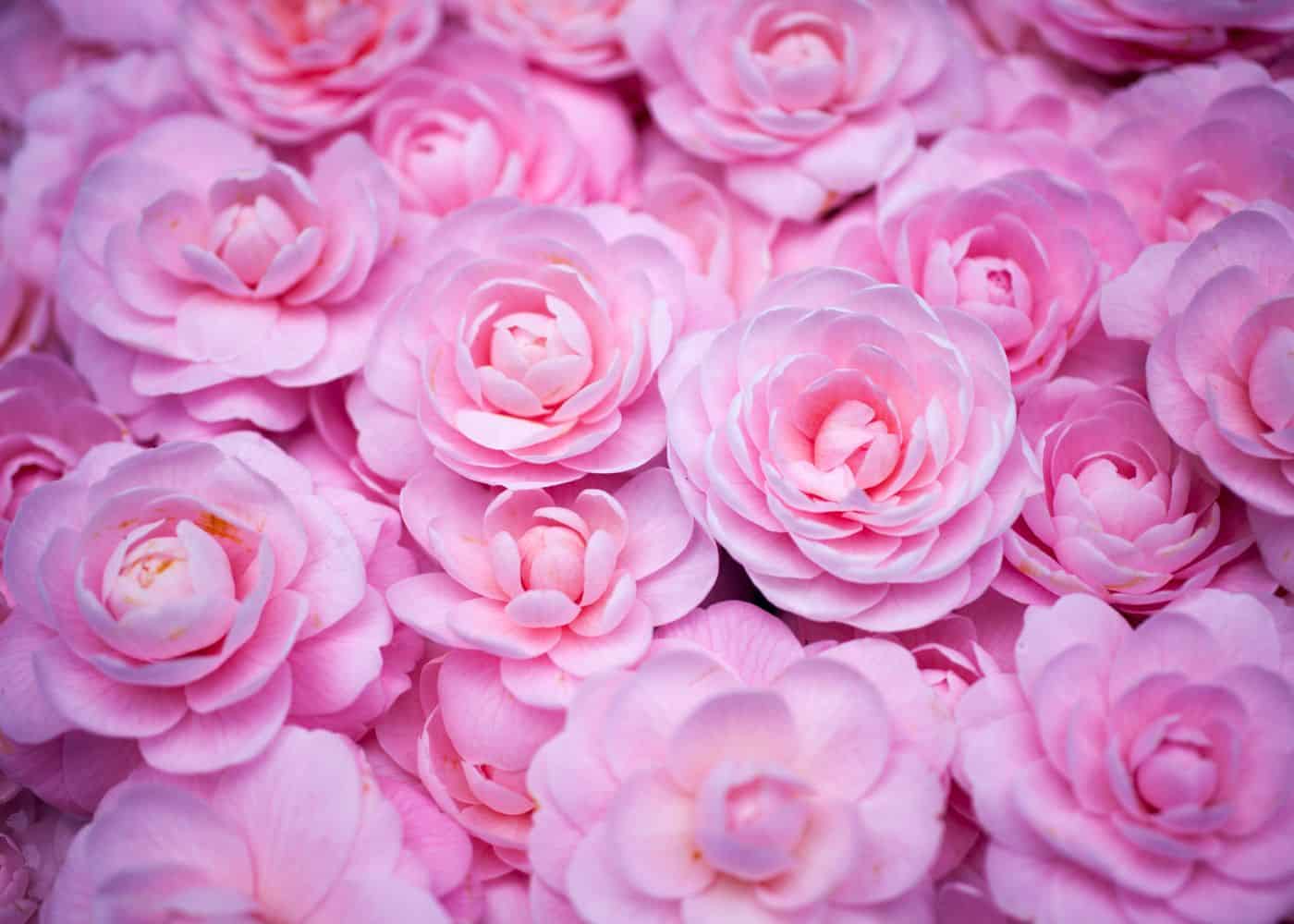 15 flowers that look like roses 🌹 🔍 Discovering doppelgangers in the ...
