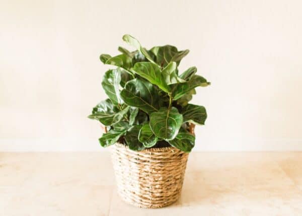 Fiddle leaf fig light requirements 🌿 ☀️ Finding the perfect glow for growth