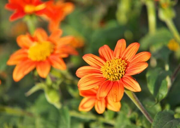 15 flowers that look like sunflowers 🌻 💐 Unveiling sunny look-alikes