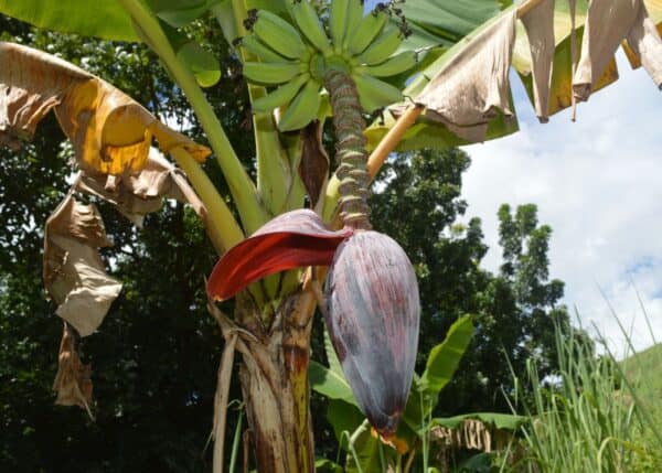 How do banana trees grow? 🍌 🌱 The journey from sprout to fruit cluster