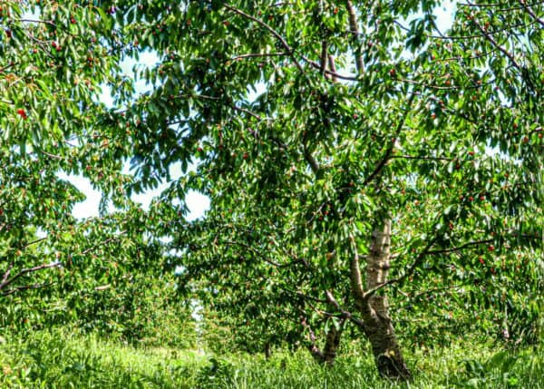 How fast does a cherry tree grow? 🍒 ⏱️ Tracking the pace from sapling ...