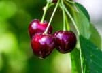 Where to plant a cherry tree | Home for the Harvest
