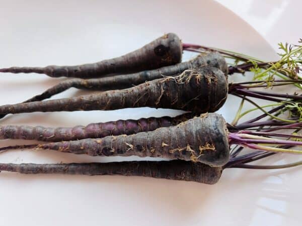Black Nebula carrot 🥕🖤 The allure of a dark carrot variety