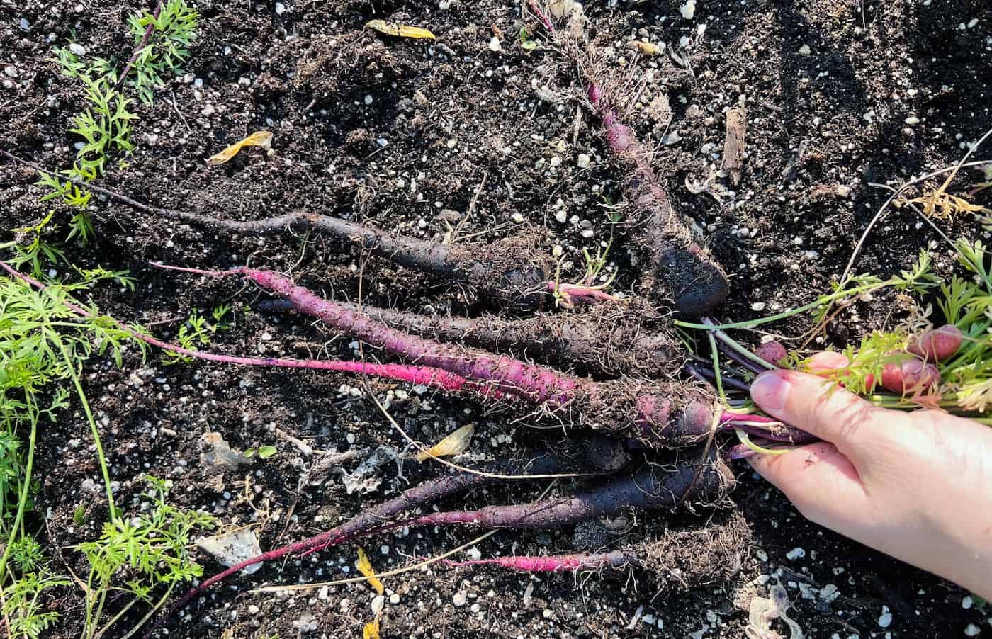 Black Nebula carrot 🥕🖤 The allure of a dark carrot variety