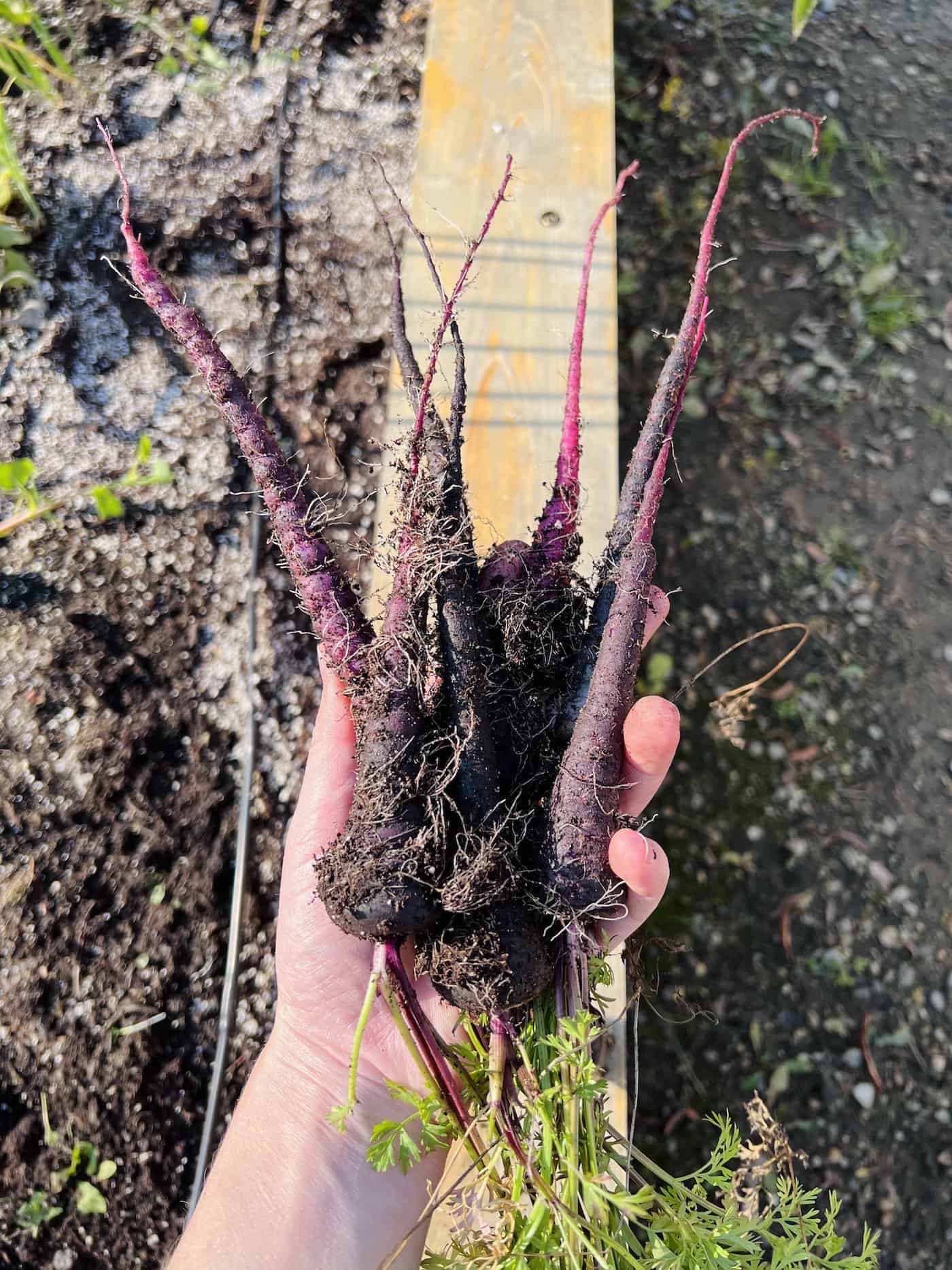 Black Nebula carrot 🥕🖤 The allure of a dark carrot variety