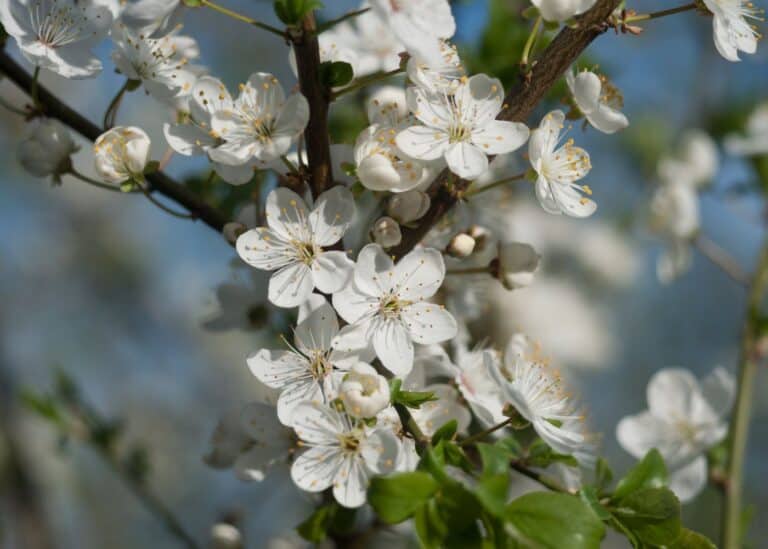 Apricot tree planting 🍑 🌱 Setting the foundation for juicy harvests
