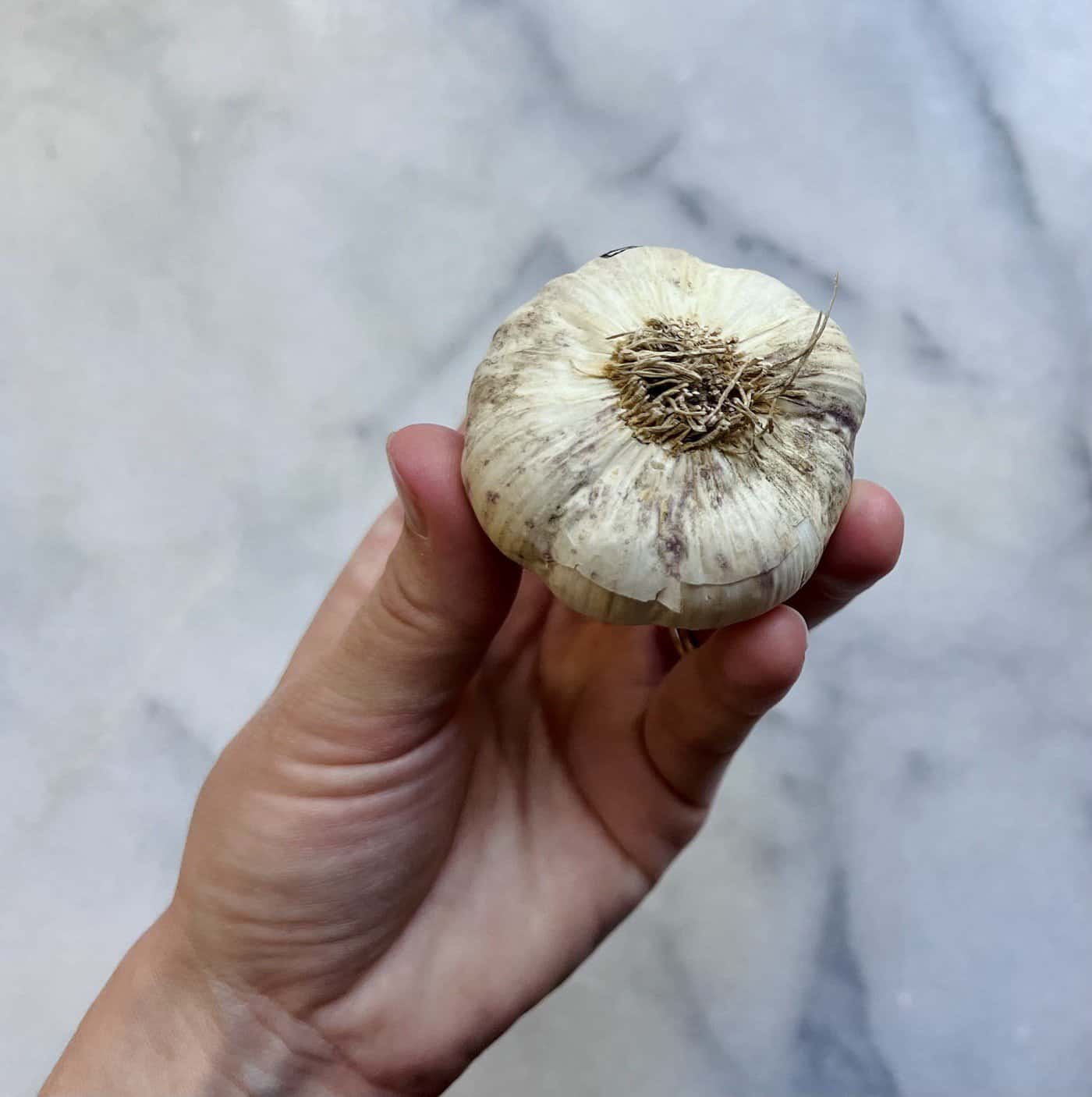 15+ garlic varieties 🌱 🧄 Journeying through the flavorful world of bulbs