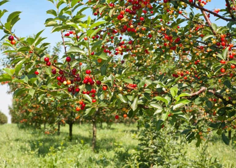 How big does a cherry tree get? 🍒 📏 Gauging the growth of your garden's ...