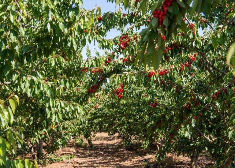 Cherry Tree Size Chart Cherry Tree. Size 20