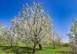 How big does a cherry tree get? 🍒 📏 Gauging the growth of your garden's ...