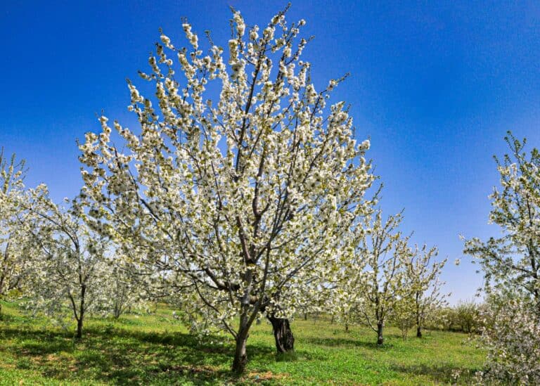 How big does a cherry tree get? 🍒 📏 Gauging the growth of your garden's ...