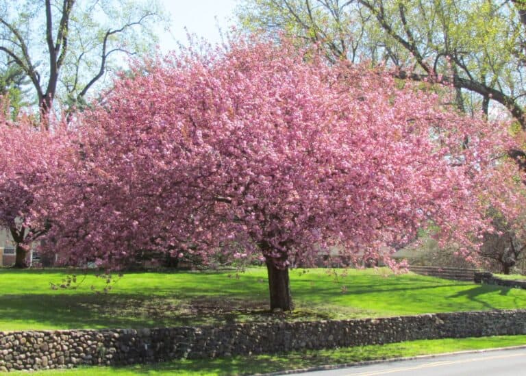 How to grow cherries 🍒 🌱 A comprehensive guide for juicy rewards