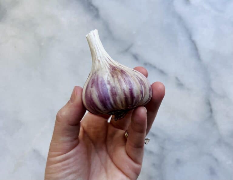15+ garlic varieties 🌱 🧄 Journeying through the flavorful world of bulbs