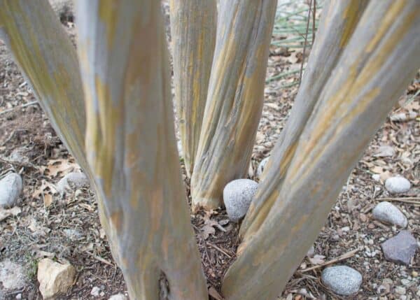 Are crepe myrtle roots invasive? 🌸 🌳 Digging into the story below the ...