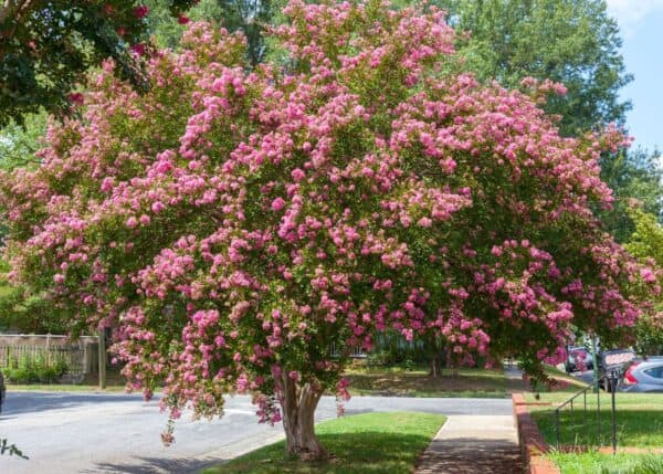How tall do crepe myrtle trees get? ???? ???? Navigating their full ...
