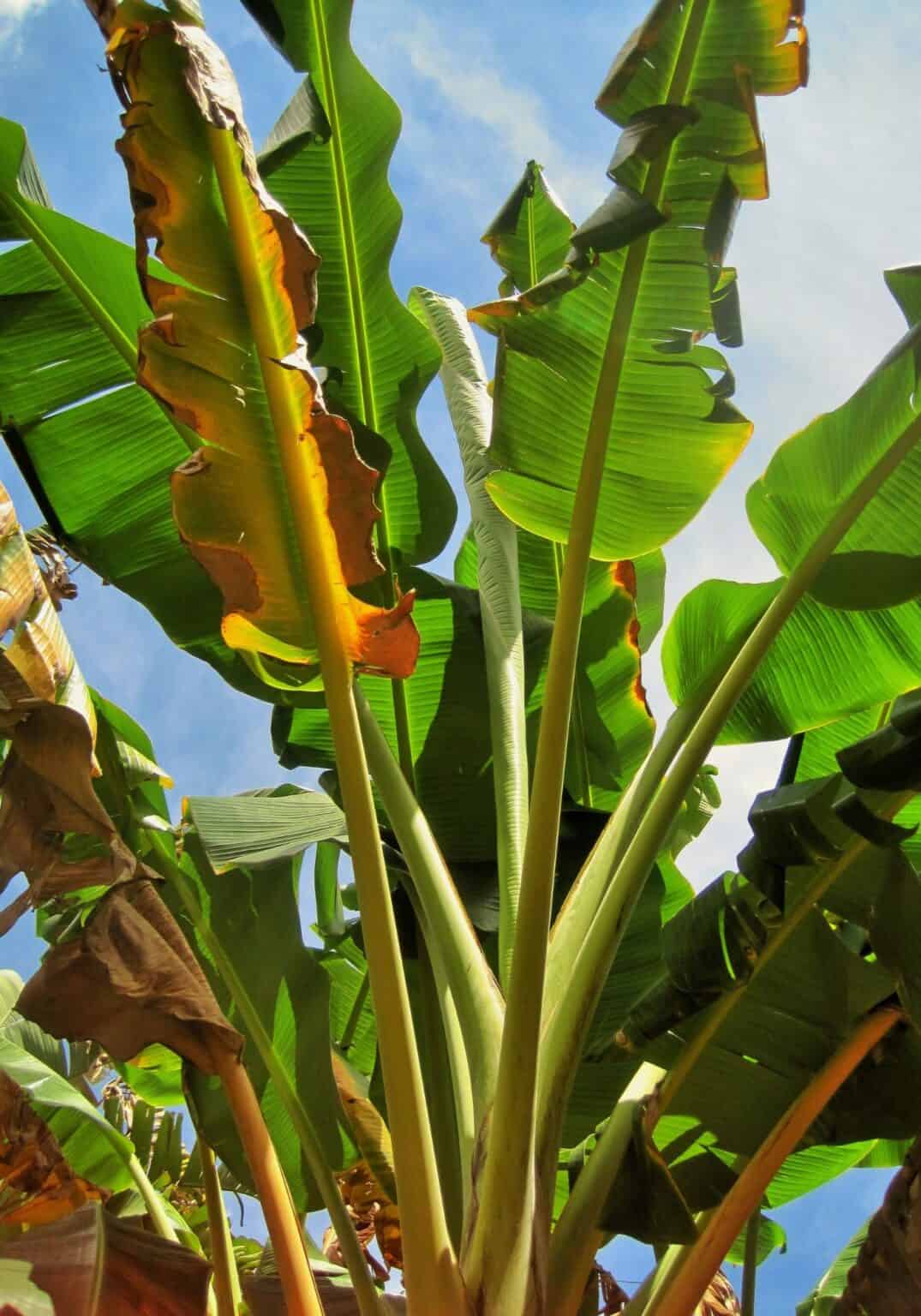 Should you cut dead leaves off banana trees? 🍌🍂 The verdict on maintenance