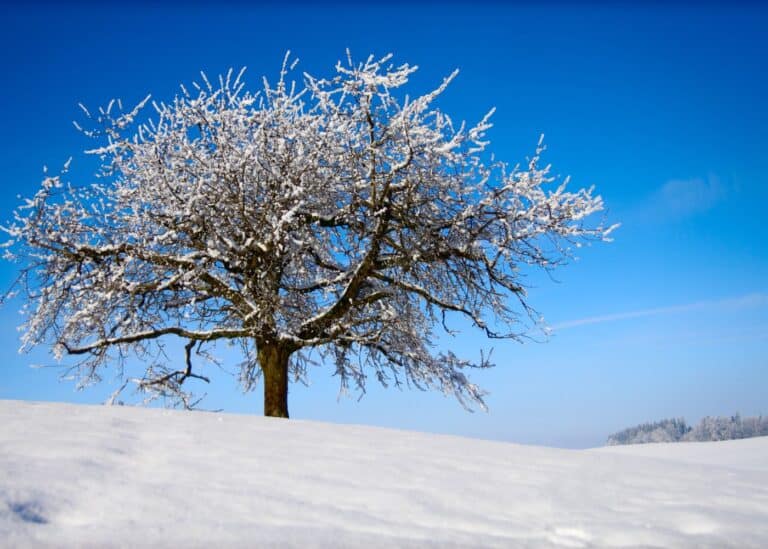 How often to spray apple trees ???? ???? Tips for timely treatments and ...