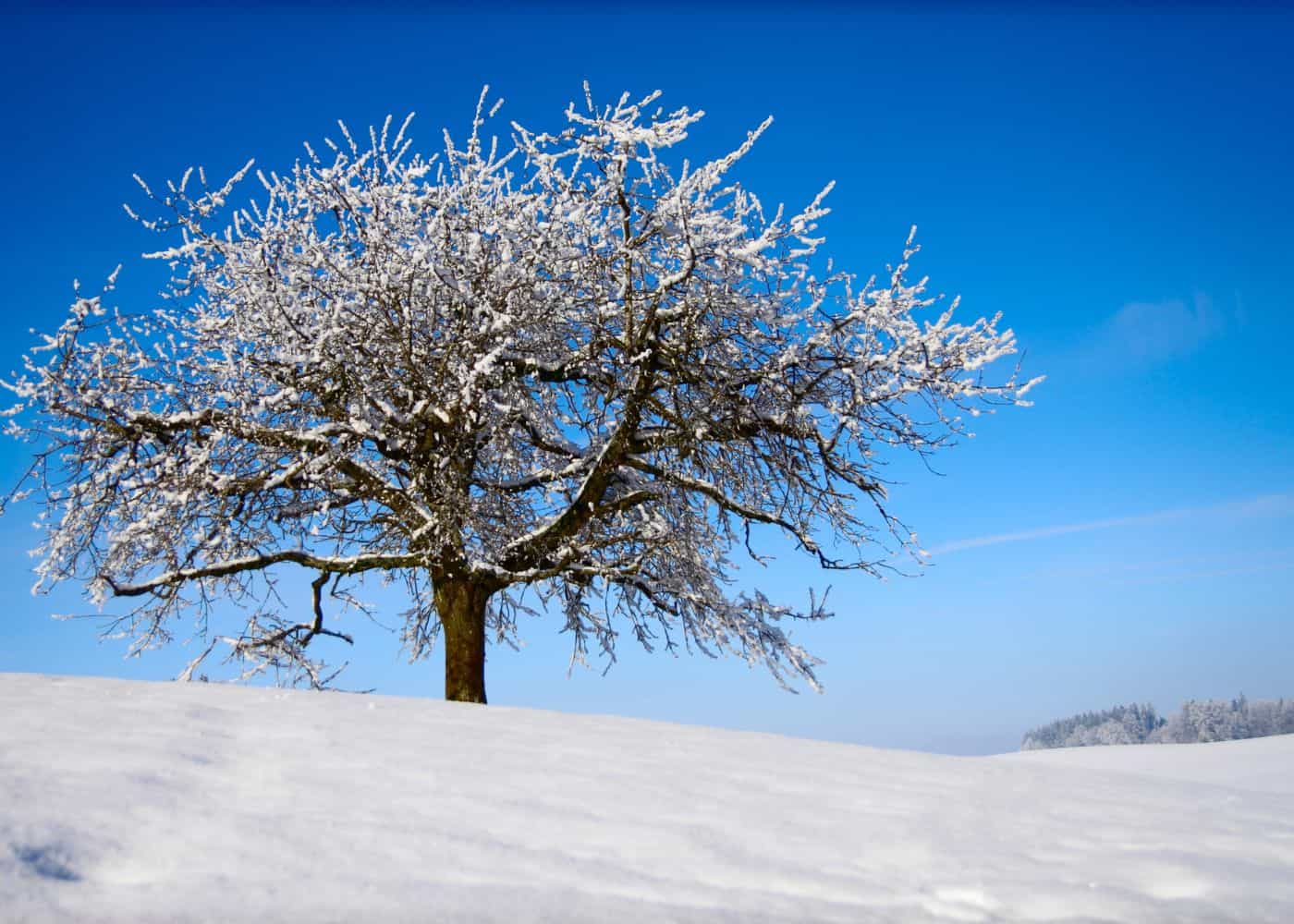 How often to spray apple trees ???? ???? Tips for timely treatments and ...