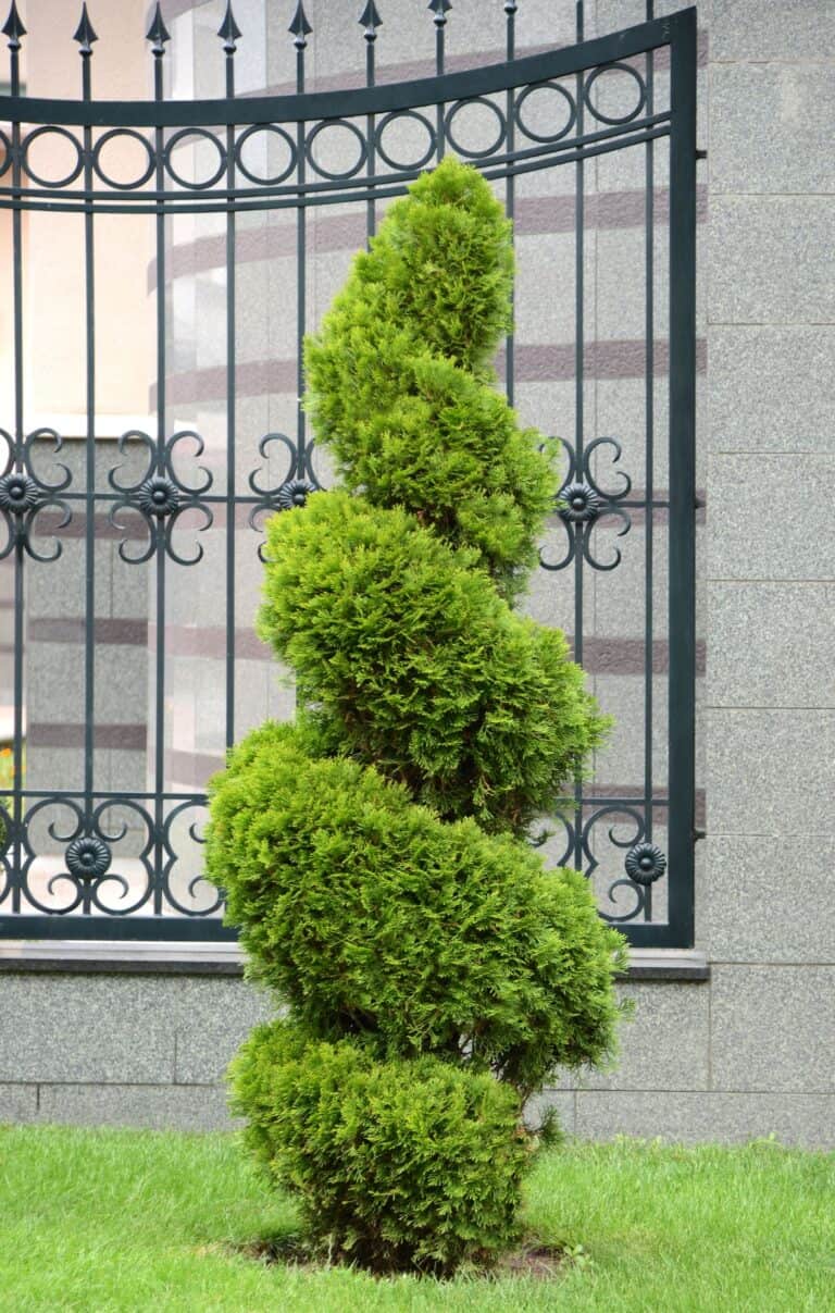 Emerald Green arborvitae spacing 🌲 📏 Planning your hedge for optimal growth