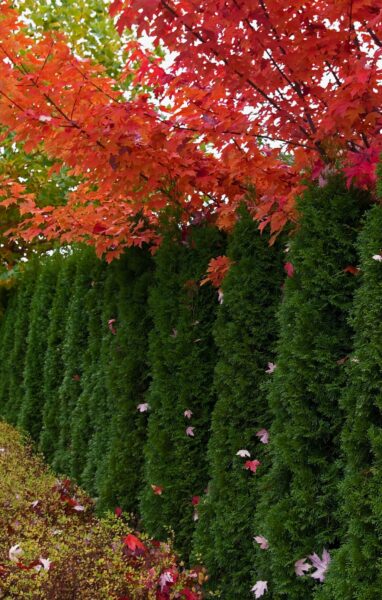 25 tall evergreen shrubs 🌲🍃 Towering greenery for year-round beauty