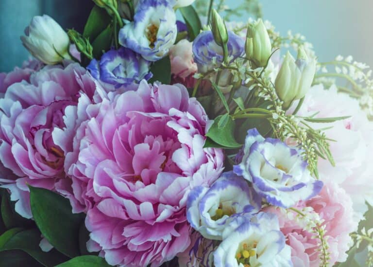 15 flowers that look like roses 🌹 🔍 Discovering doppelgangers in the ...