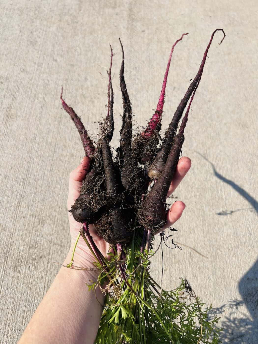 Black Nebula carrot 🥕🖤 The allure of a dark carrot variety