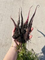 Black Nebula carrot 🥕🖤 The allure of a dark carrot variety