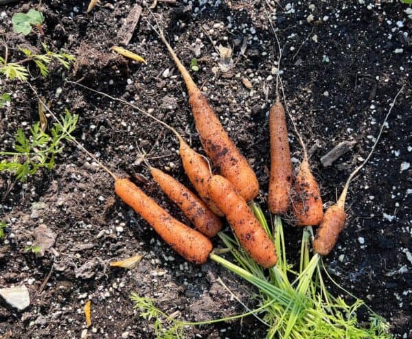 Scarlet Nantes carrot 🥕 ️ Delving into the world of this garden classic