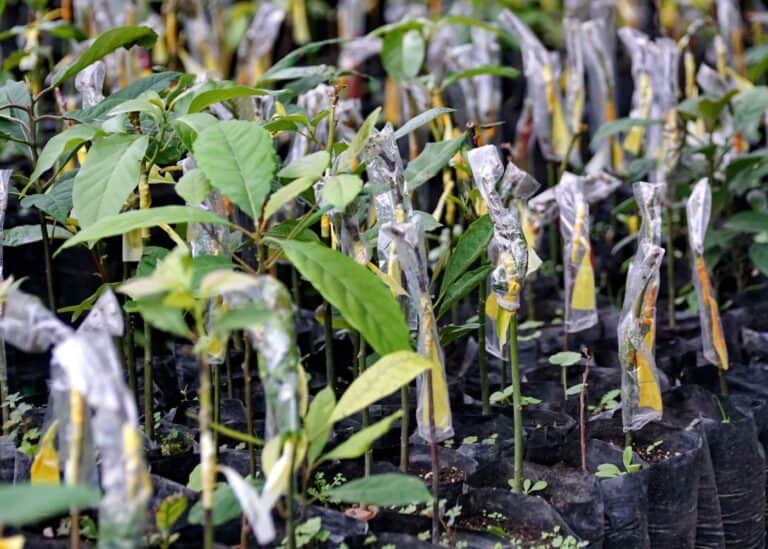 Growing avocado trees indoors ???? ???? A step-by-step beginner's guide