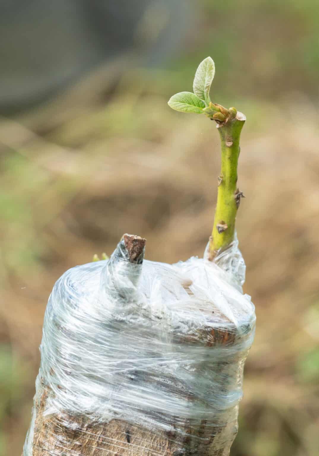 When to graft avocado trees 🥑 🔪 Timing for successful propagation