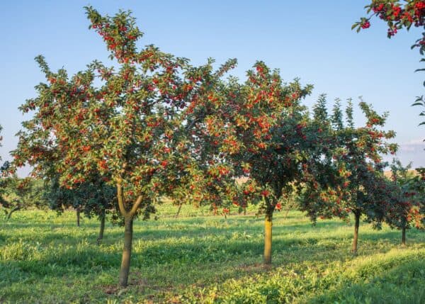 How big does a cherry tree get? 🍒 📏 Gauging the growth of your garden's ...