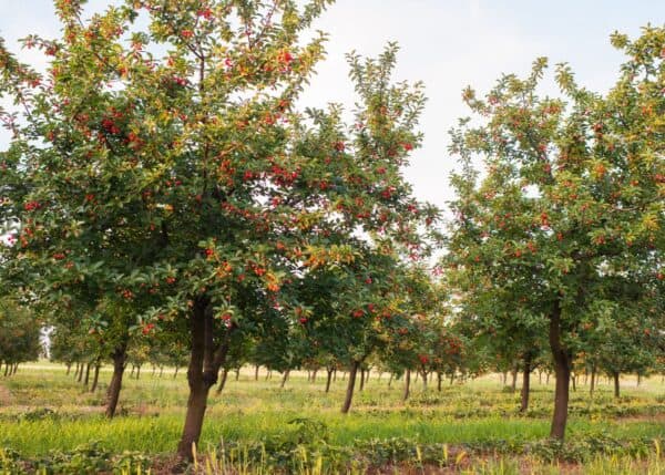 How big does a cherry tree get? 🍒 📏 Gauging the growth of your garden's ...
