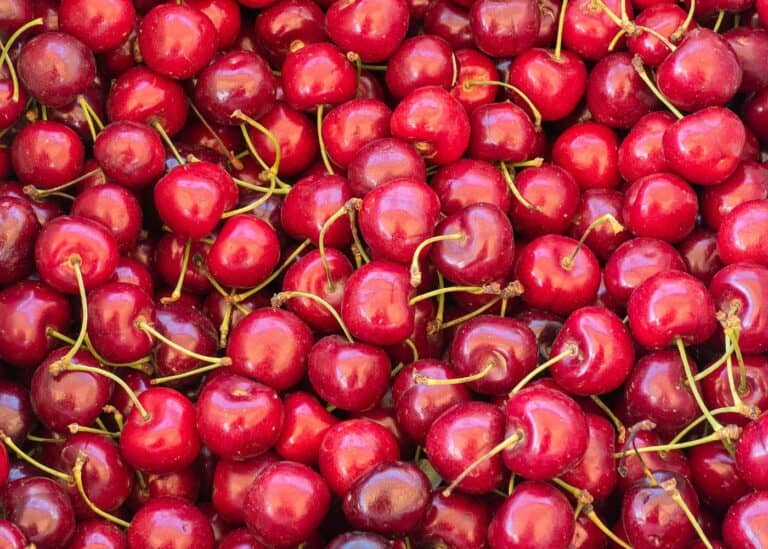 10 types of cherry trees ???? ???? Dive into the world of sweet and ...