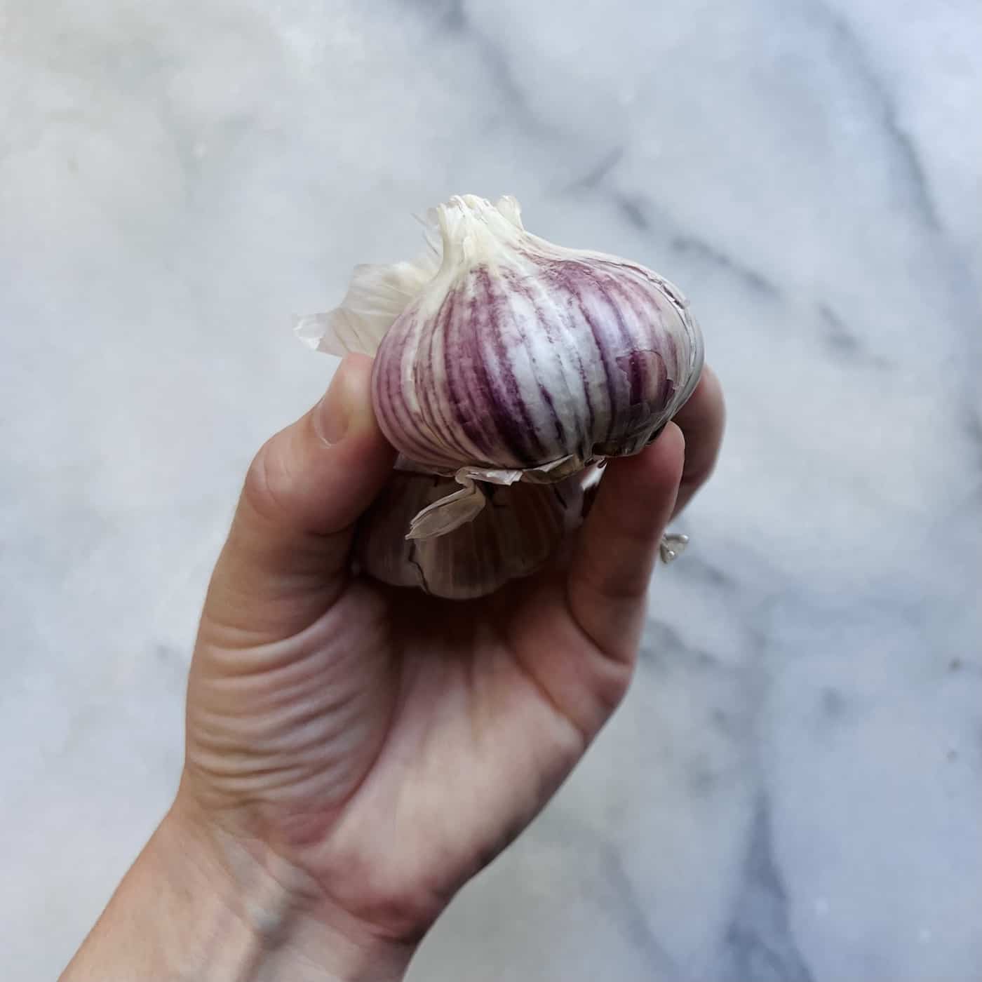 15+ garlic varieties 🌱 🧄 Journeying through the flavorful world of bulbs