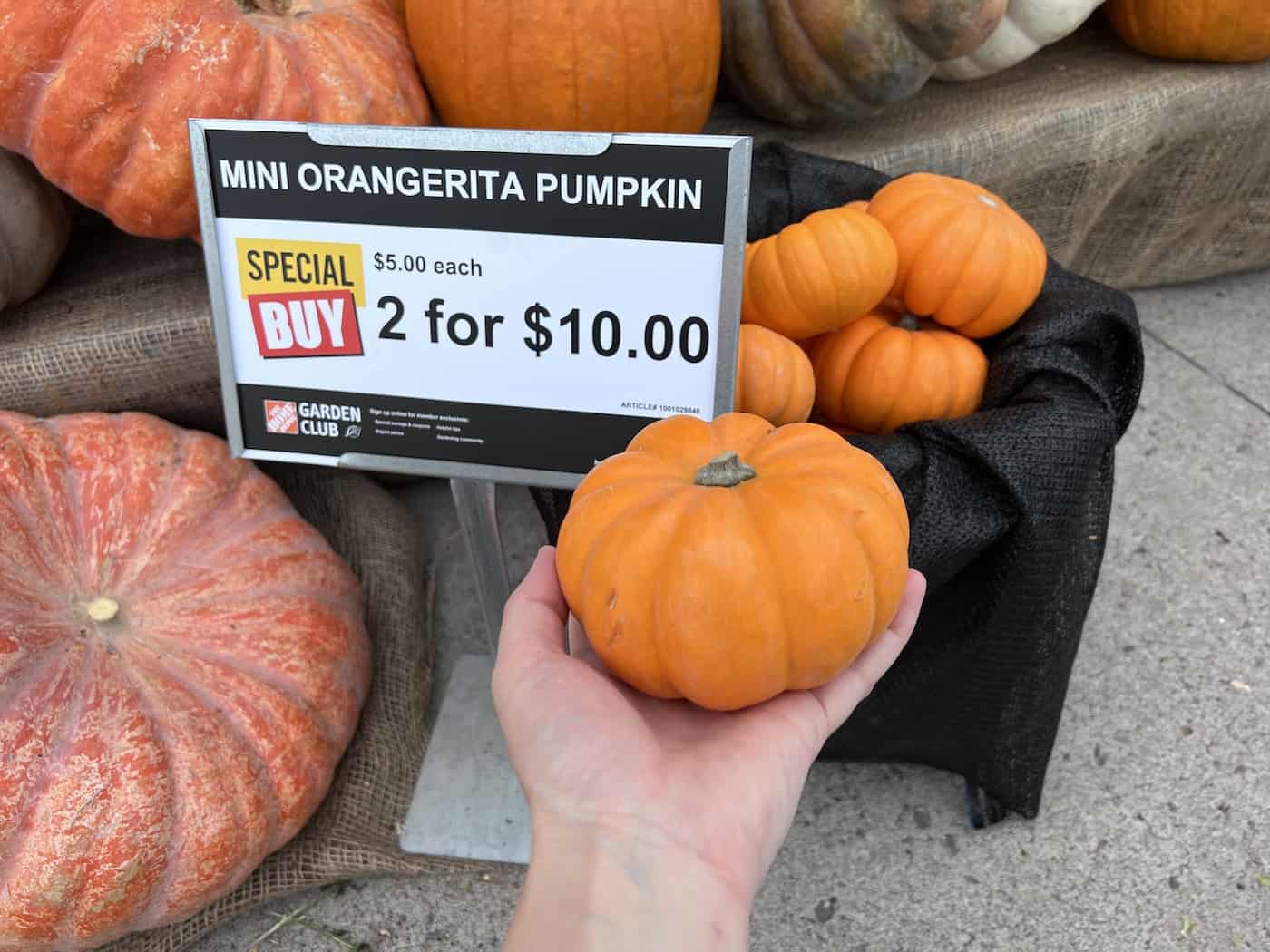 Mini pumpkins 🍂 🎃 BEST varieties to add a touch of autumn to every corner!