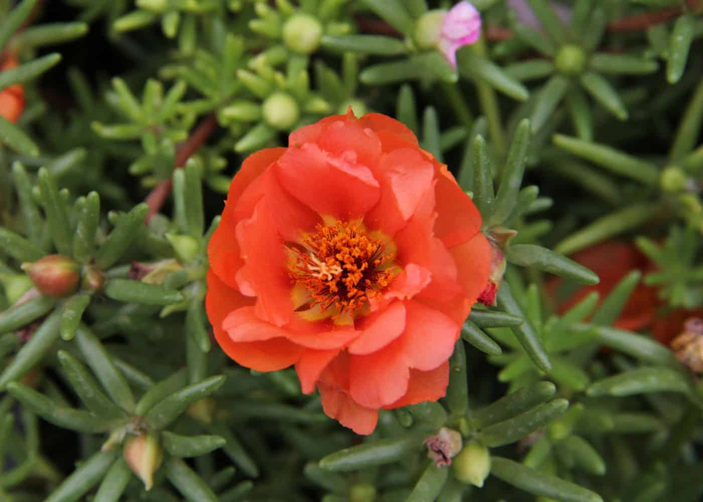 15 flowers that look like roses 🌹 🔍 Discovering doppelgangers in the ...