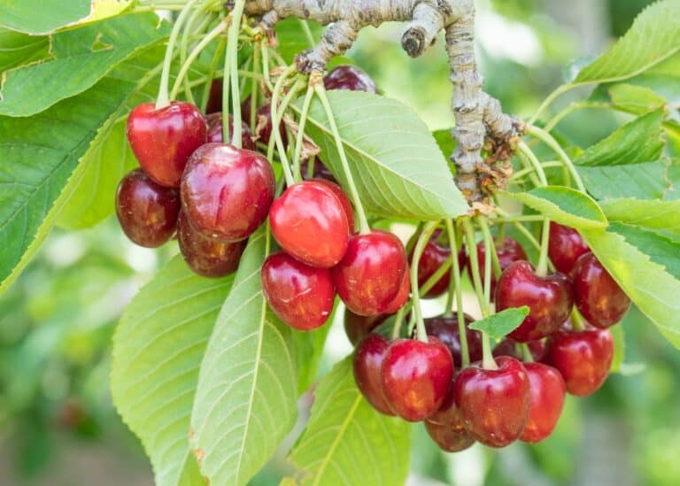 10 types of cherry trees ???? ???? Dive into the world of sweet and ...