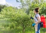 How often to spray apple trees ???? ???? Tips for timely treatments and ...