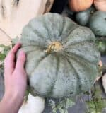 Jarrahdale pumpkin ???? ???? Unveil the charm of this blue-skinned beauty!