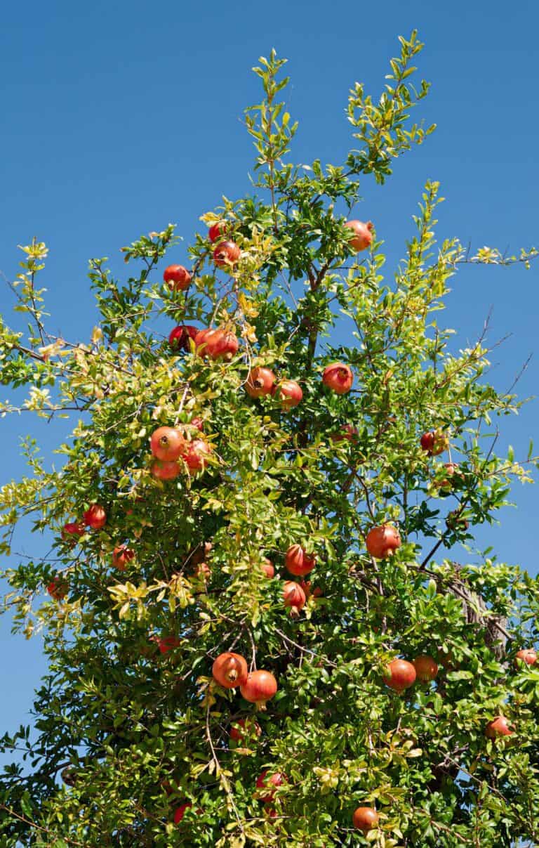 How to care for pomegranate trees 🌳 ️ Nurturing your way to juicy harvests