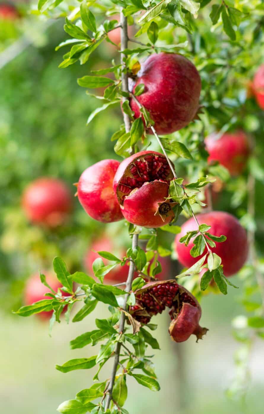 How to care for pomegranate trees 🌳 ️ Nurturing your way to juicy harvests