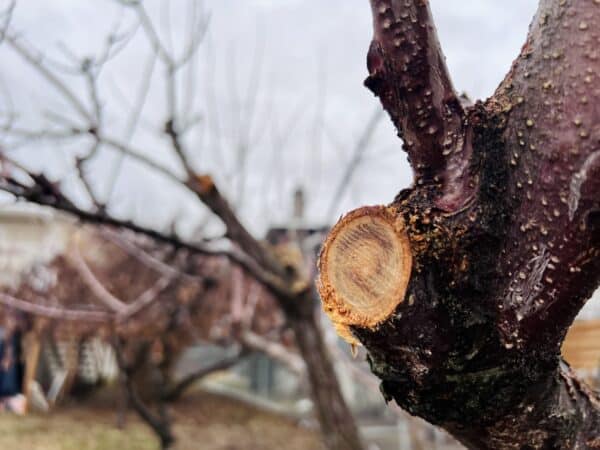 Apricot tree diseases 🍑 🦠 Recognizing signs and finding remedies