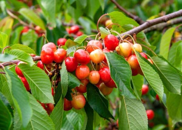 How big does a cherry tree get? 🍒 📏 Gauging the growth of your garden's ...
