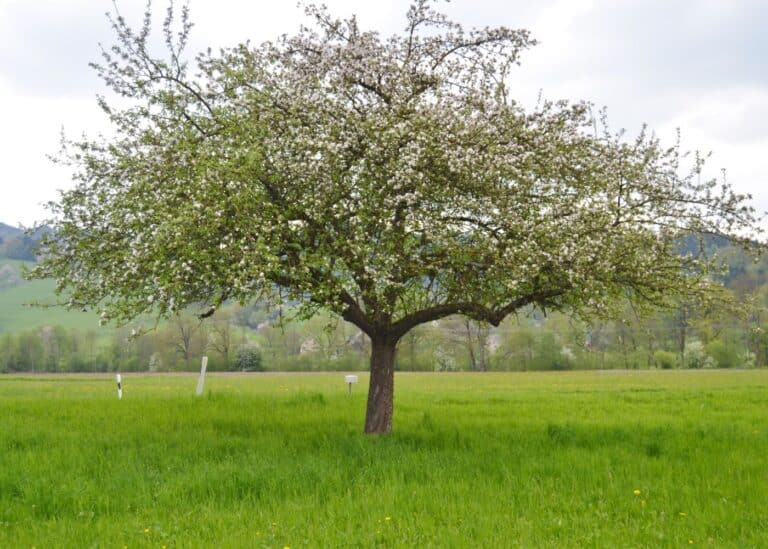 How tall do apple trees grow? 🍎 📏 Gauging their growth from sapling to ...