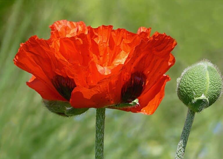 15 flowers that look like roses 🌹 🔍 Discovering doppelgangers in the ...