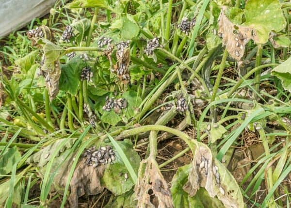How to get rid of squash bugs 🥒 🐜 Winning the battle against garden ...